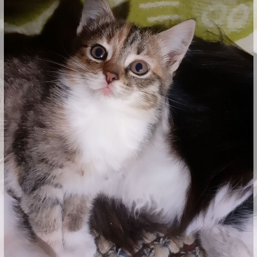 Котёнок в добрые руки