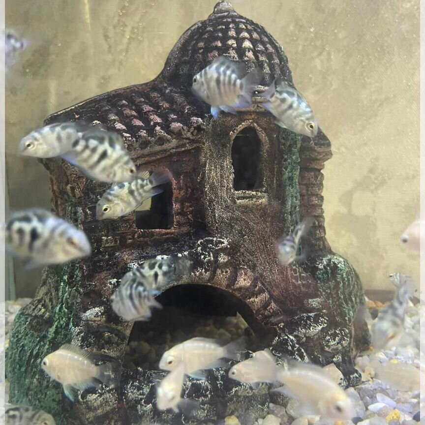 Аквариумные рыбки