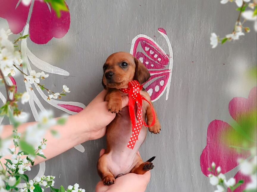 Мини такса,красивая девочка