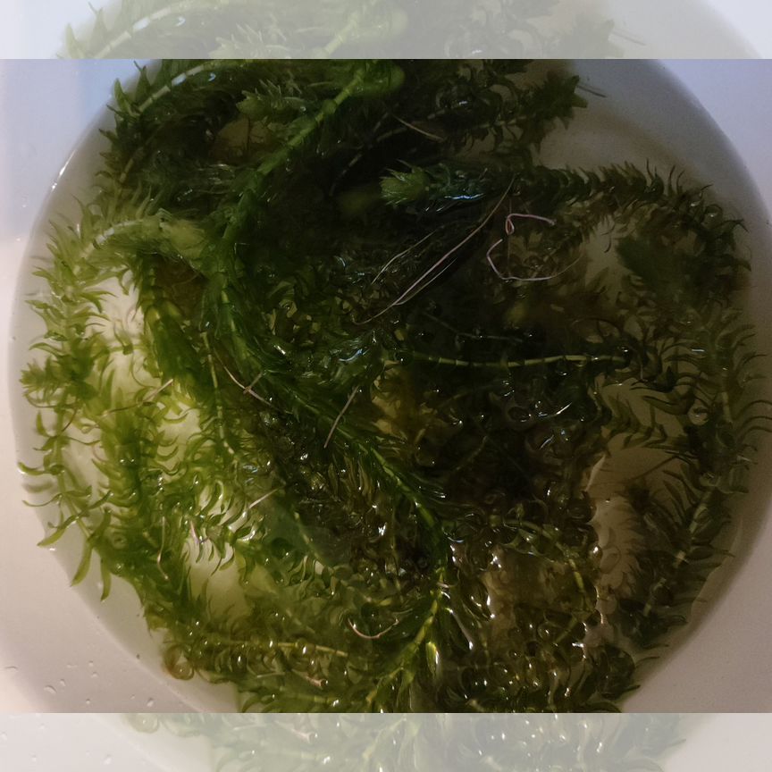 Аквариумное растение элодея