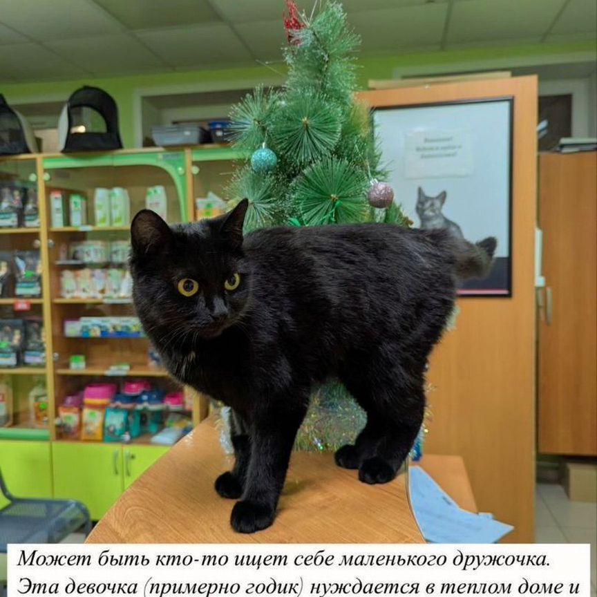 Кошечка