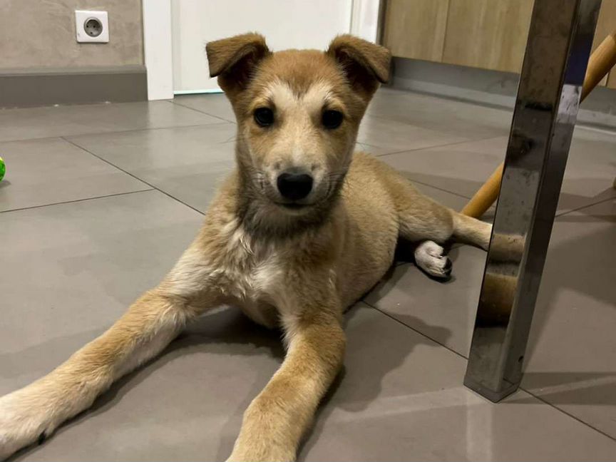 Щенок девочка в добрые руки