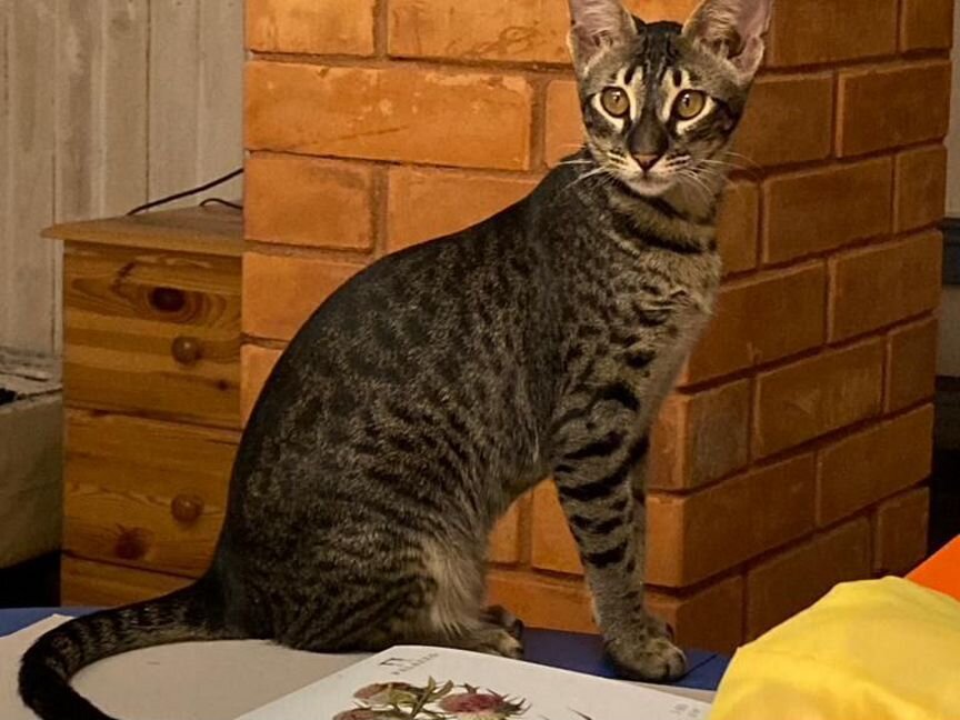 Ориентальный котик Латиф