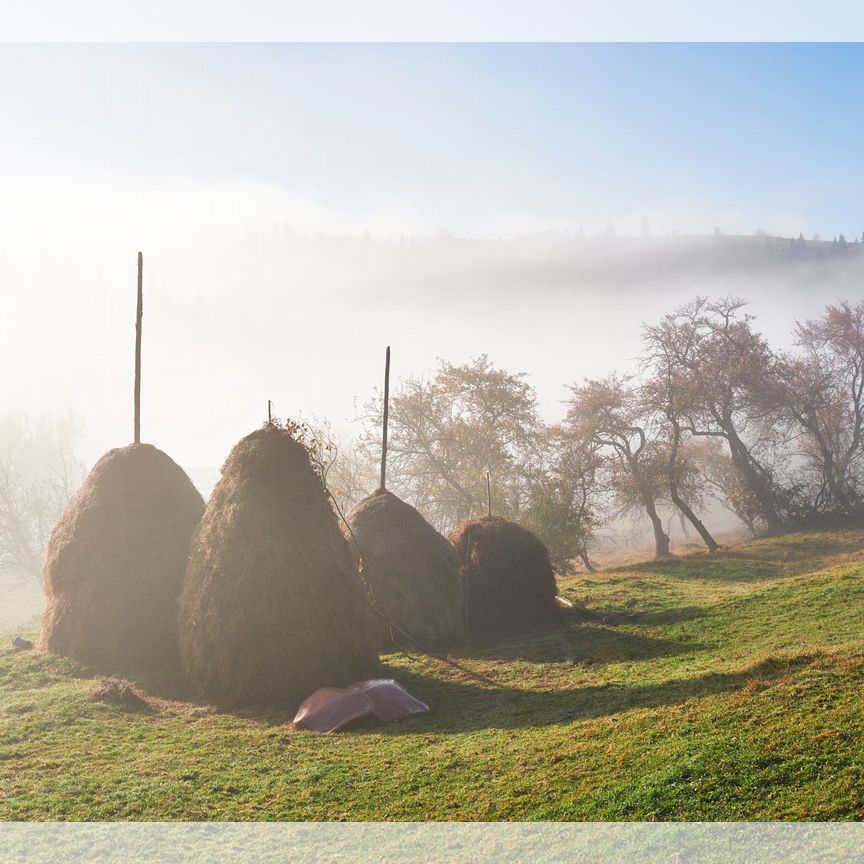 Сено сеяное россыпью