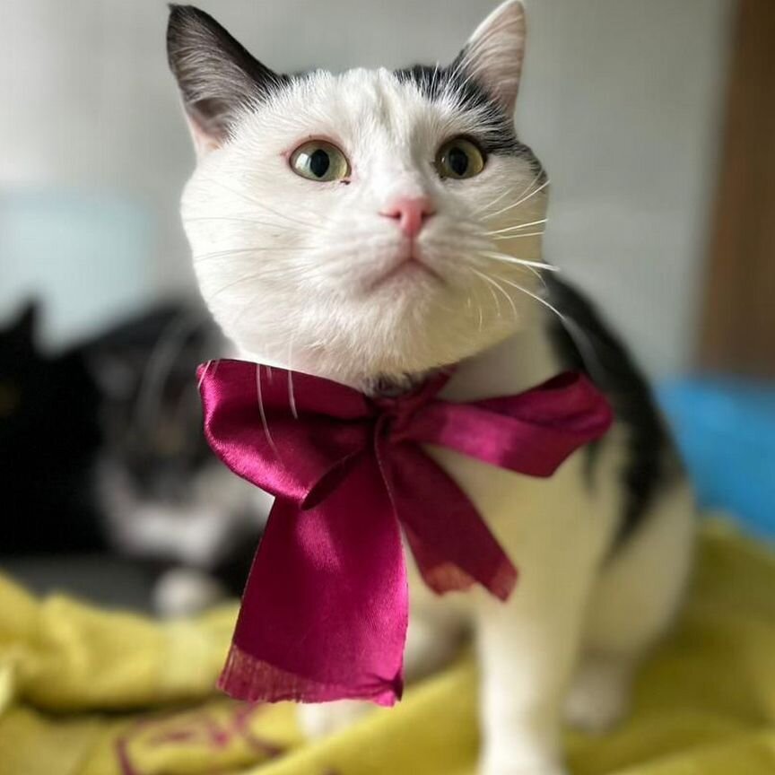 Бывшедомашняя кошечка Астра оказалась в приюте