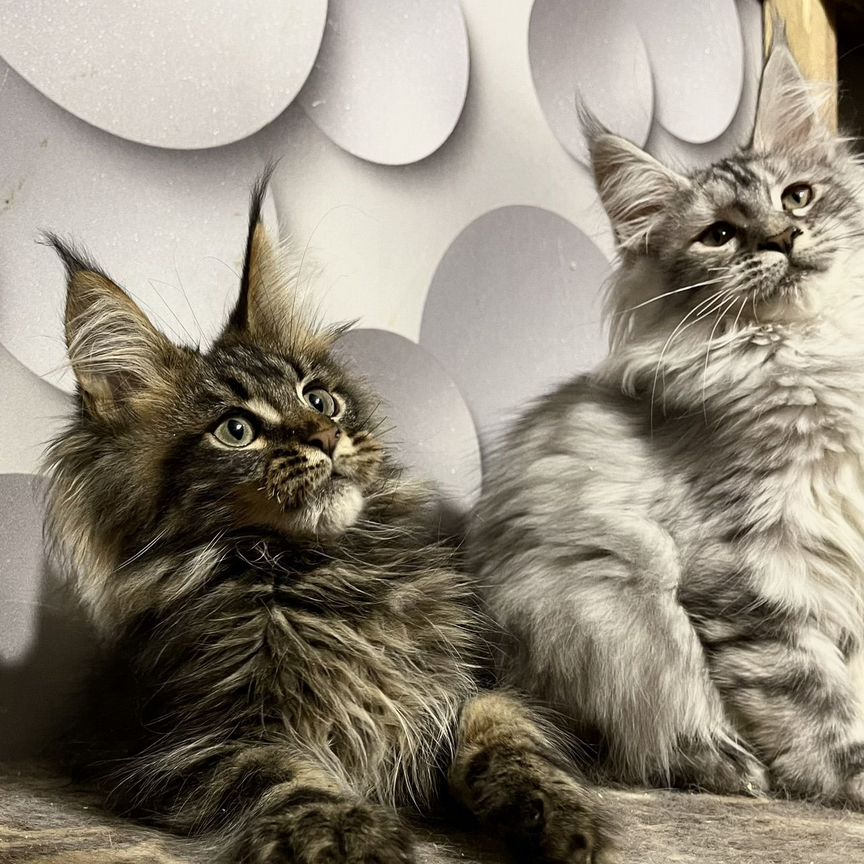 Котята мейн-кун черный мраморный мальчик