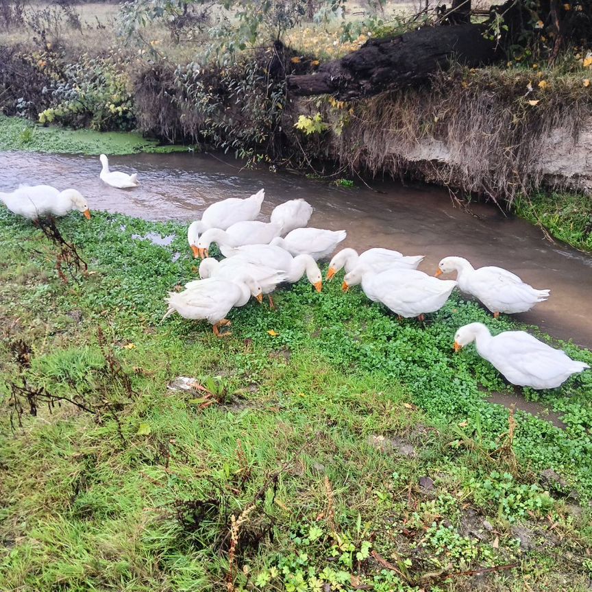 Гусь домашний