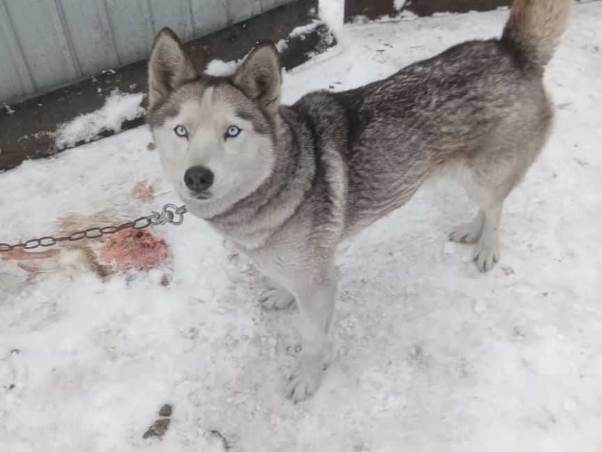 Сибирская хаски