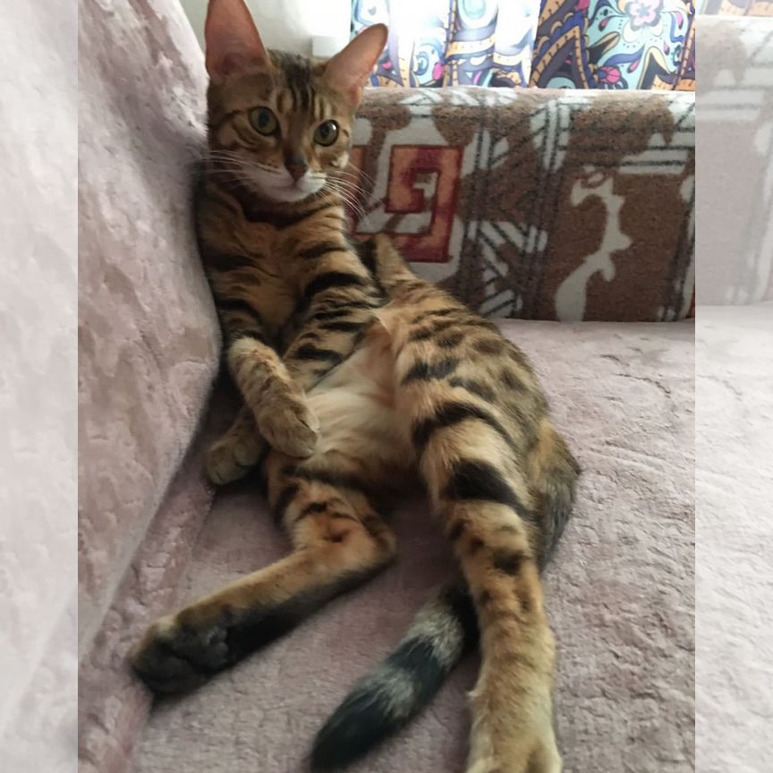 Бенгальская кошка на вязку
