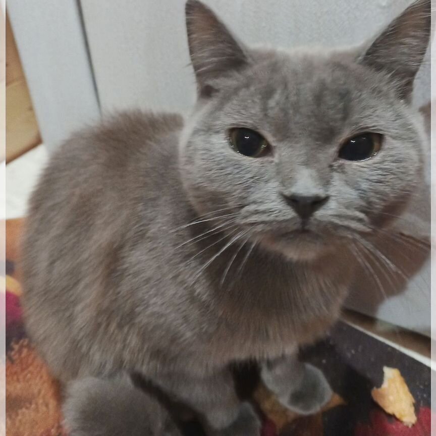 Взрослый кот в добрые руки