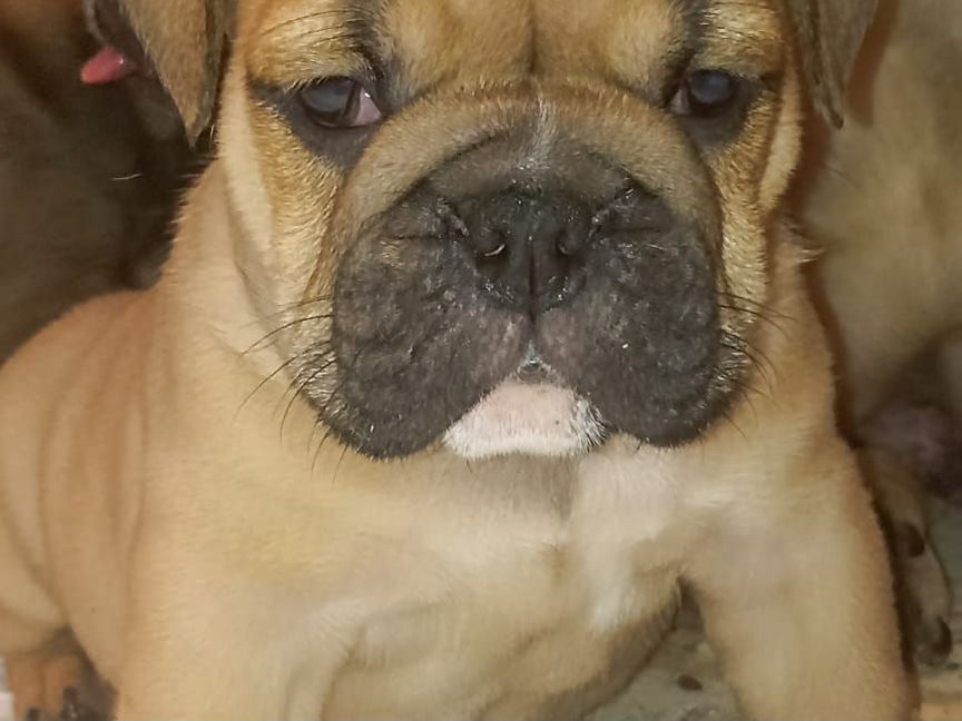 Английский бульдог