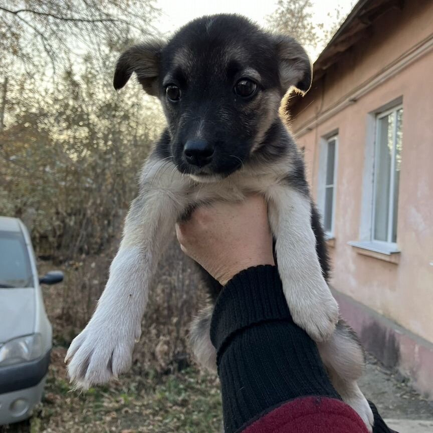 Щеночек ищет добрые ручки