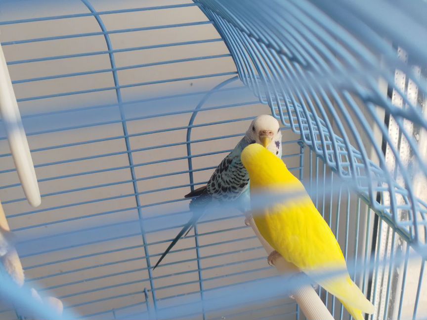 Волнистые попугаи пара