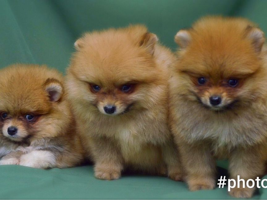 Шпицы. Оранжевые мальчики