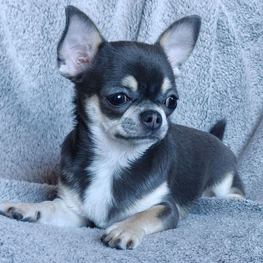 Чихуахуа, щенок