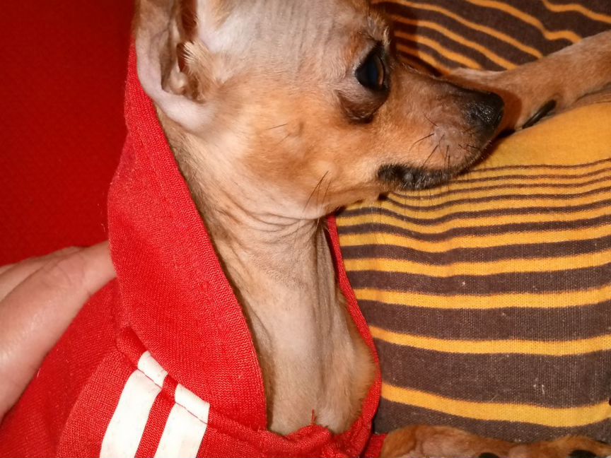 Мини той-терьер(Вязка)