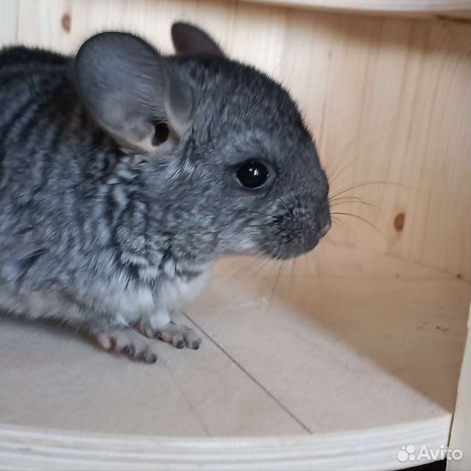 Шиншилла эбони