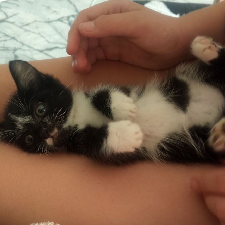 Отдам в добрые руки кошечку