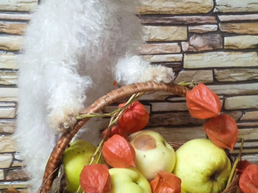 Той-пудель белый на вязку