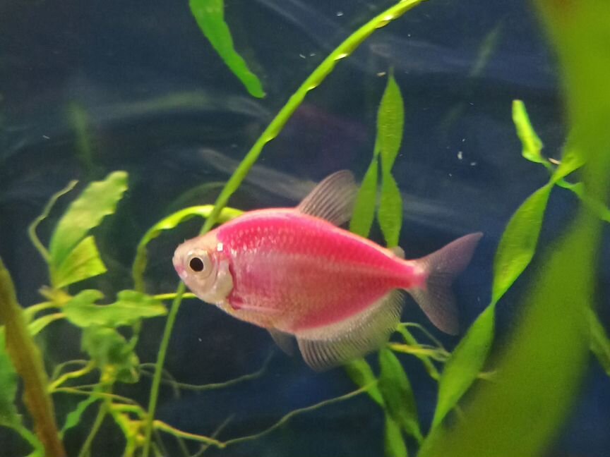 Тернеция малиновая