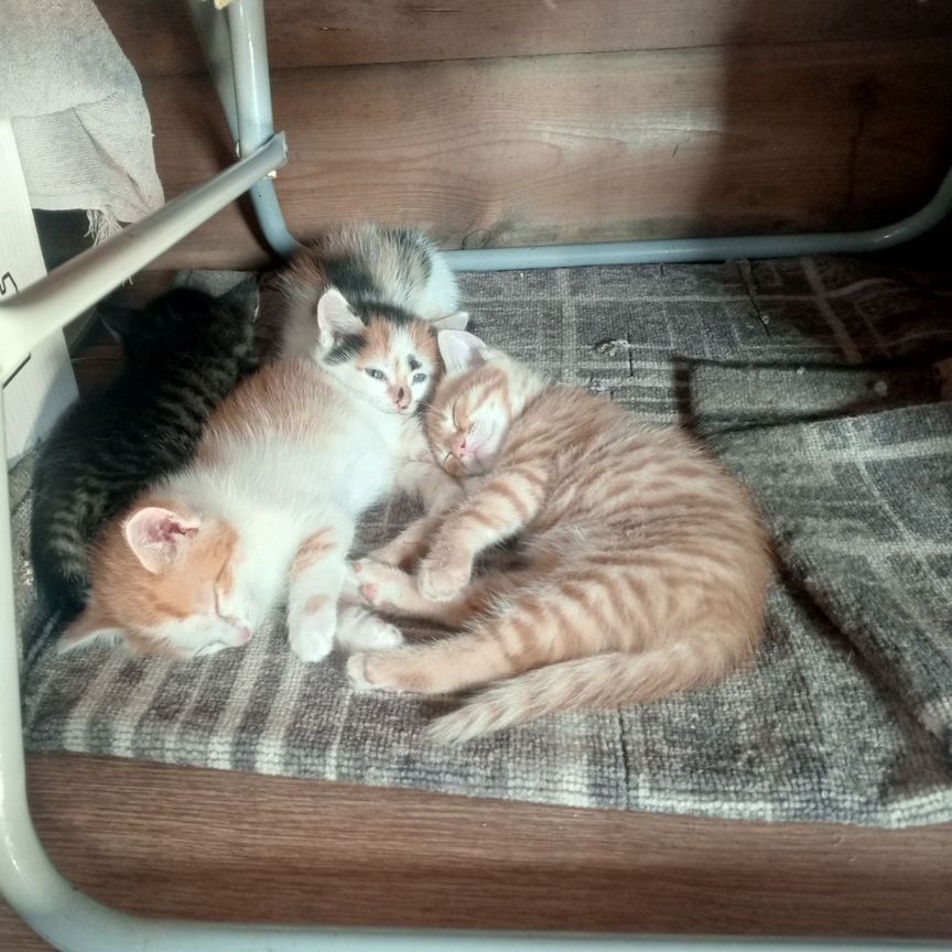 Котята отдам бесплатно