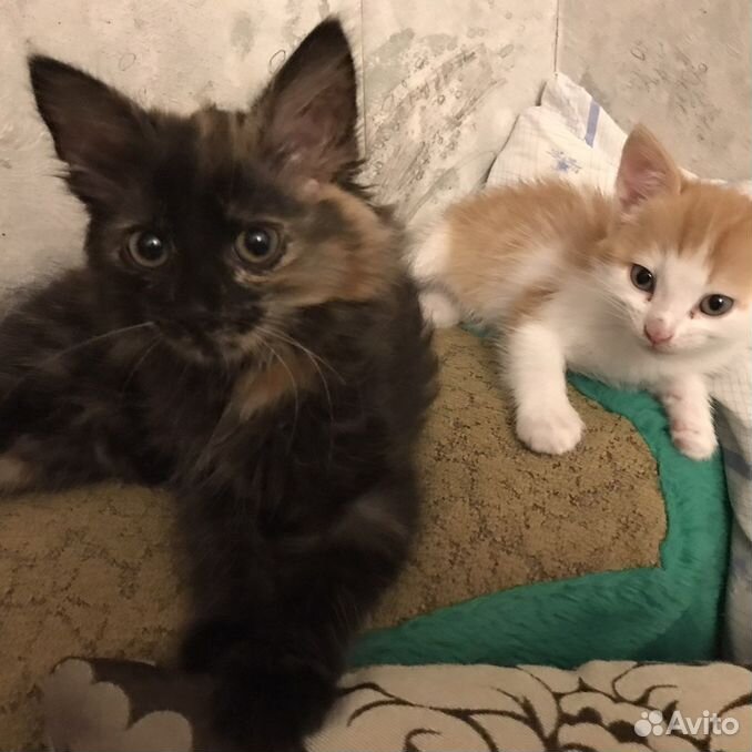 Котята Чертенок и Мышонок девочки