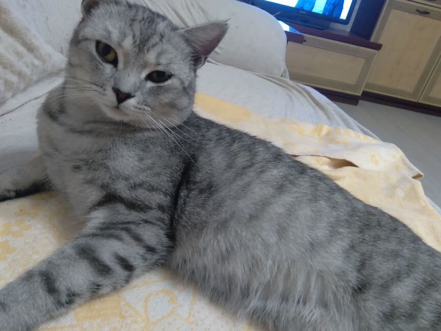 Нашли породистого котика - шотландский скотиш стра