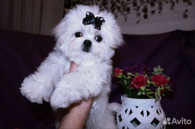 Красивая стандартная девочка мальтезе 2,5 мес