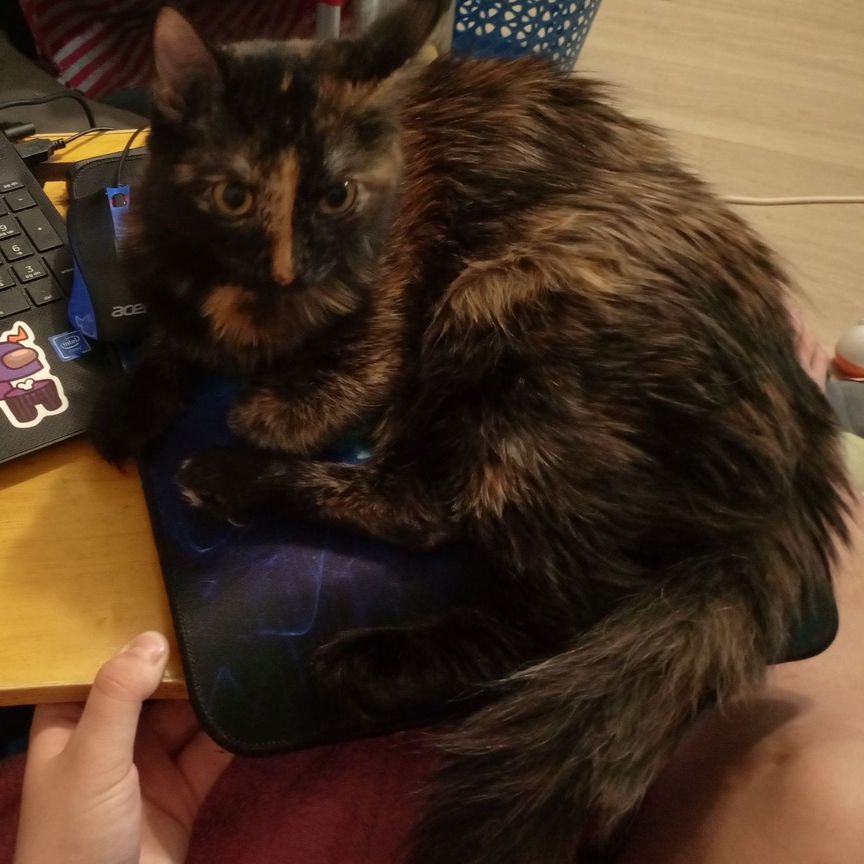 Отдам 2 девочей 5-7 месяцев