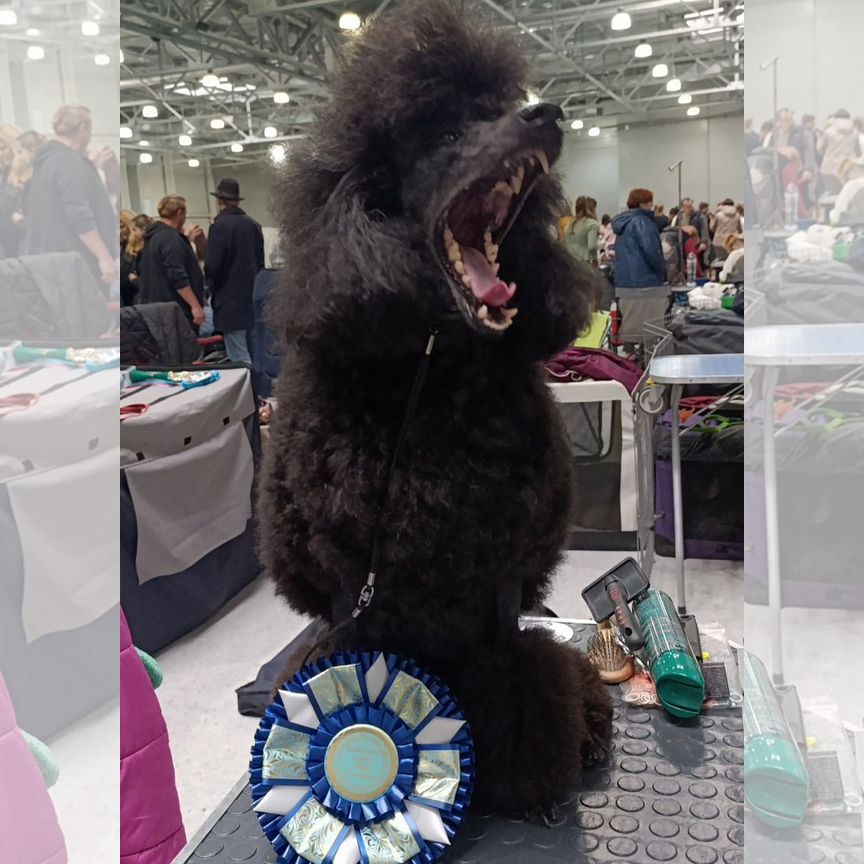 Пудель, взрослый пёс