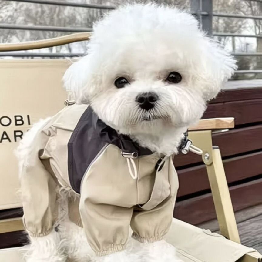 Дождевик для маленькой собаки