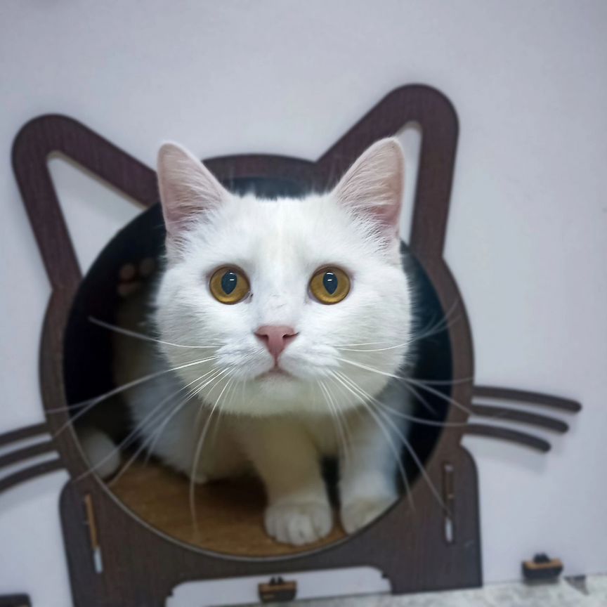 Шикарный белый кот