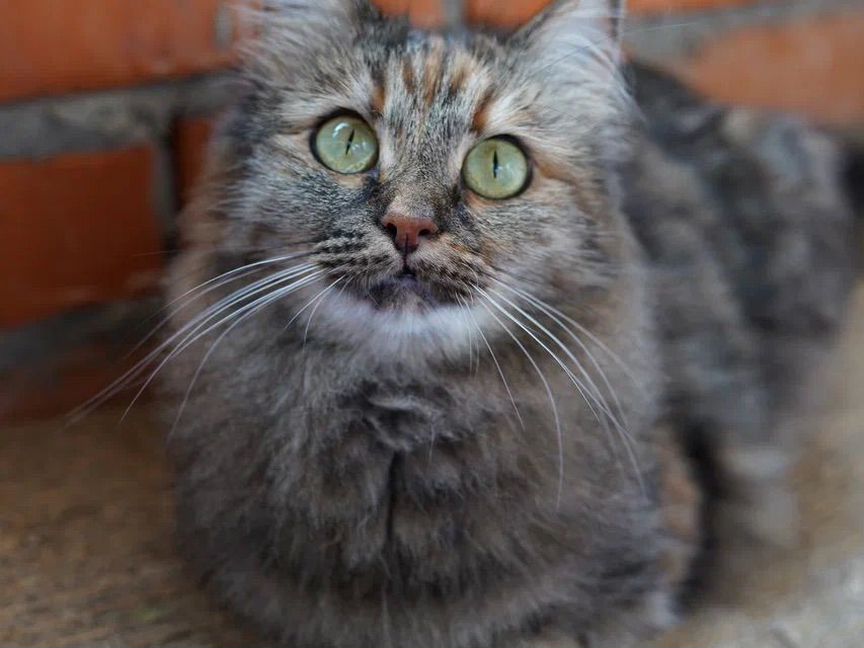 Кошка-компаньон Маруся