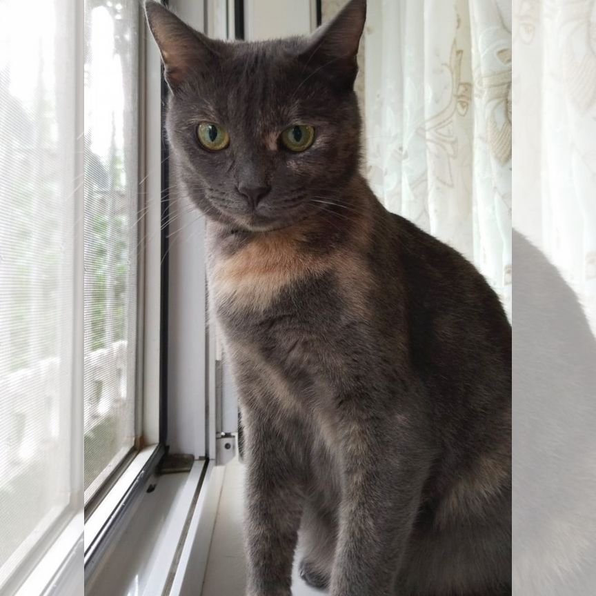 Милашка Бони