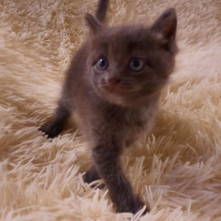 Кошка котёнок