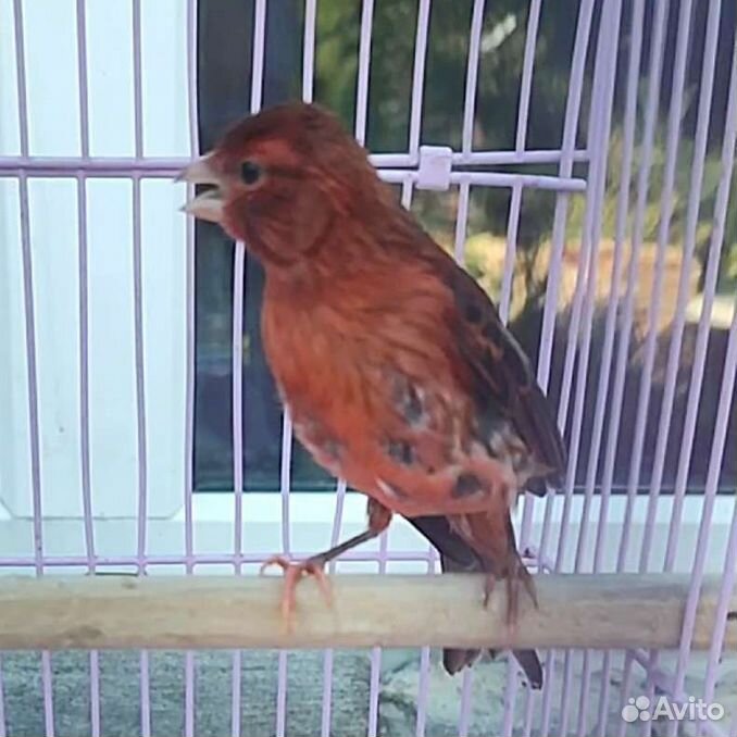 Канарейка (молодой самец)