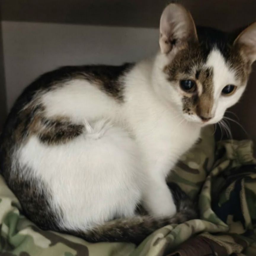 Котёнок в добрые руки