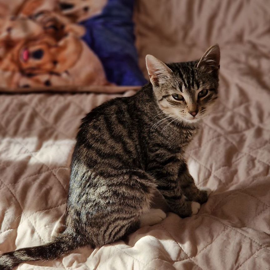 Котёнок в добрые руки