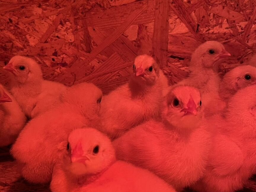 Бройлеры Испания и Венгрия 6 мая