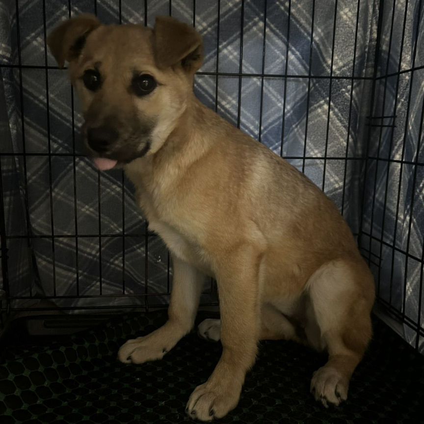 Щенок в добрые руки