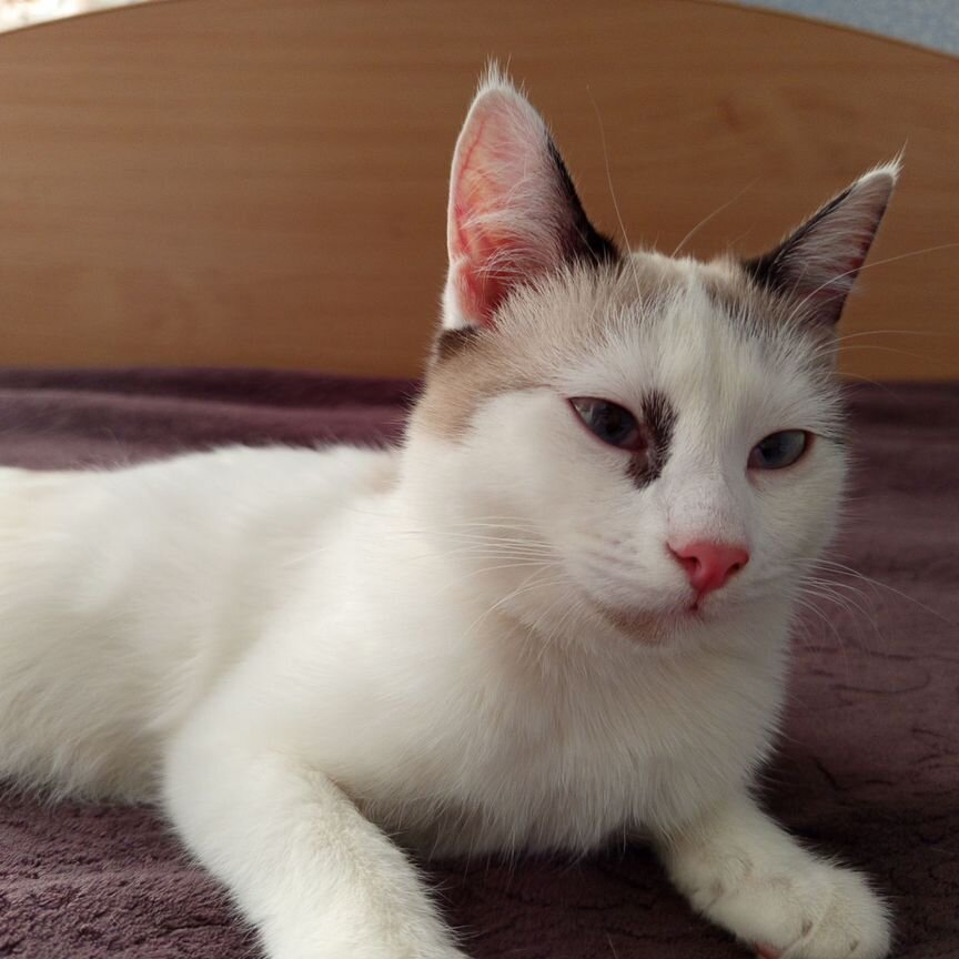 Котята в добрые руки бесплатно