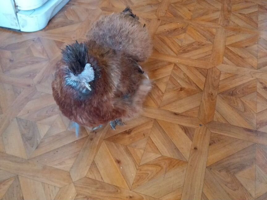 Отдам курицу