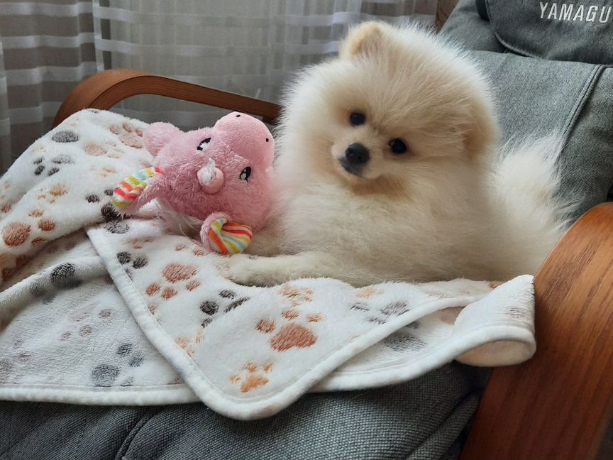 Милашка шпиц