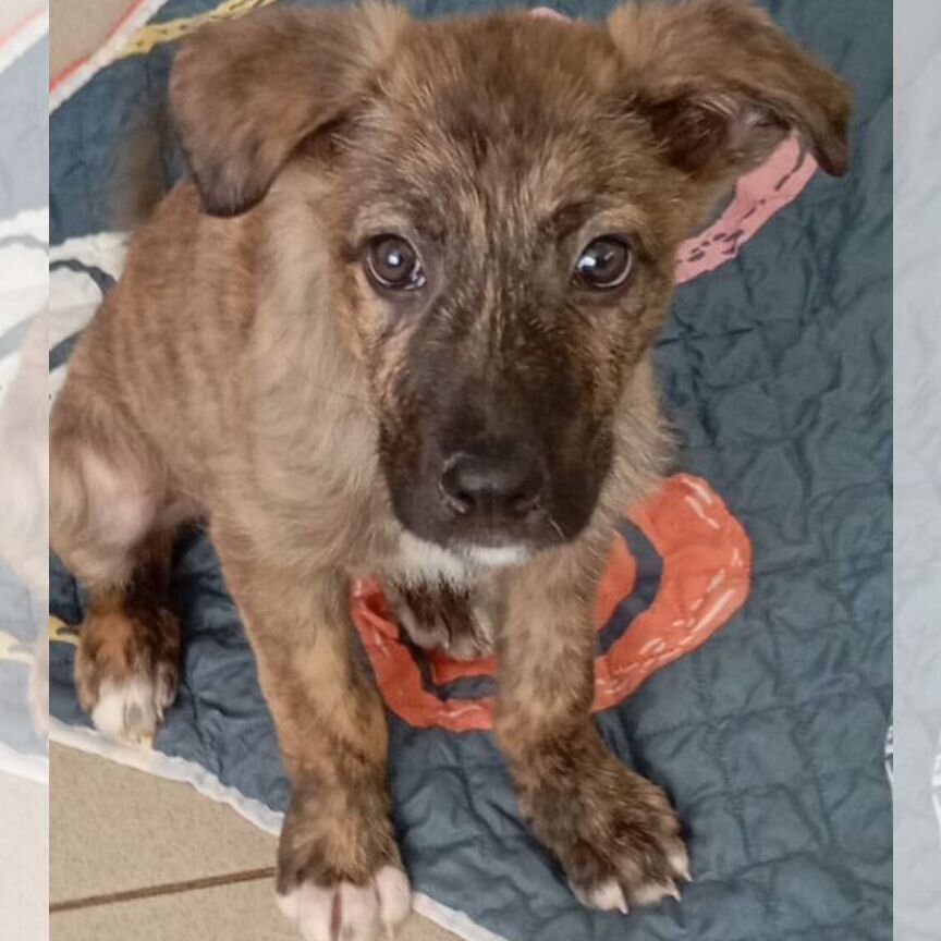 Щенок в добрые руки