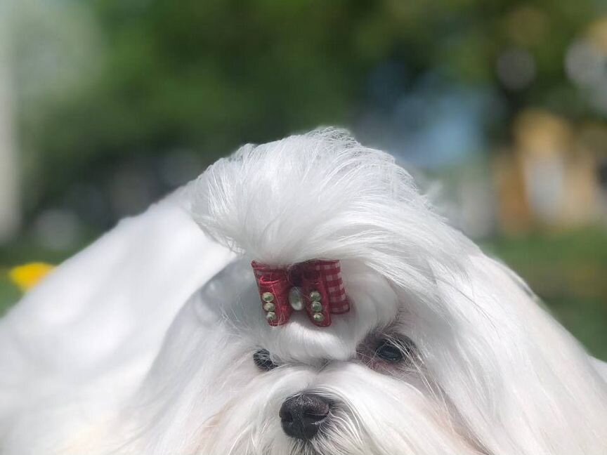 Девочка Мальтезе