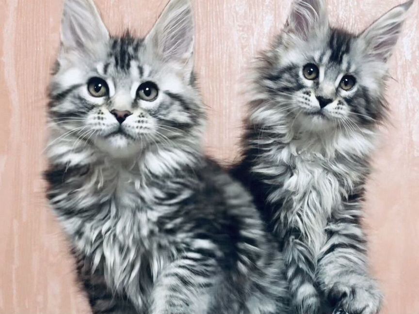 Котята мейн-кун