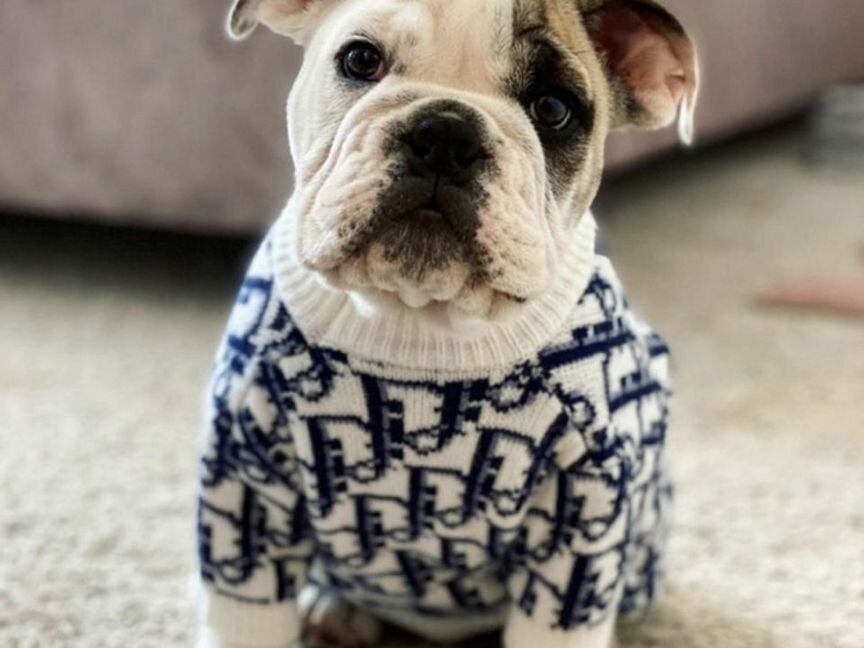 Одежда для собак свитер Dior