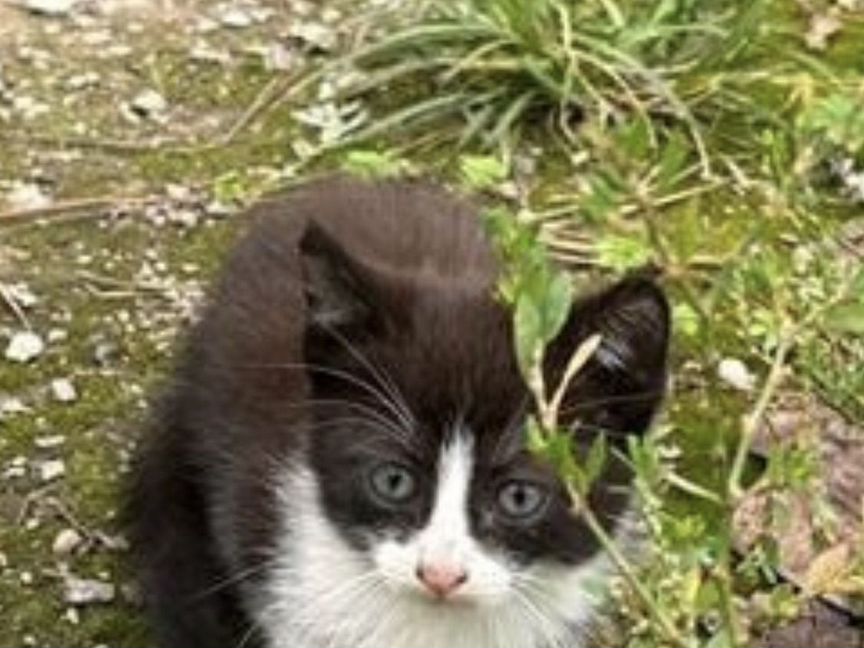 SOS объявление шанс на жизнь для котят 1 месяц