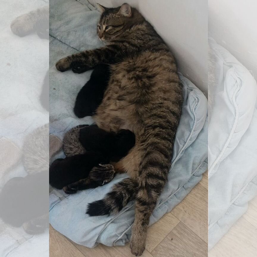 Котёнок в добрые руки