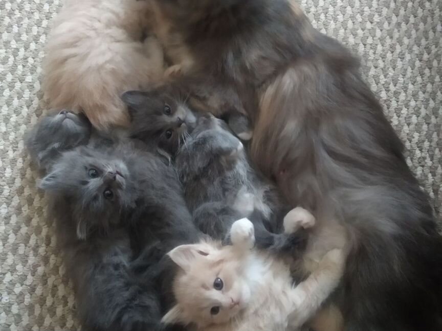 Кошки породистые